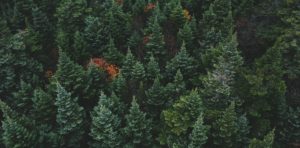 Entenda como funciona o Random Forest (Machine Learning)